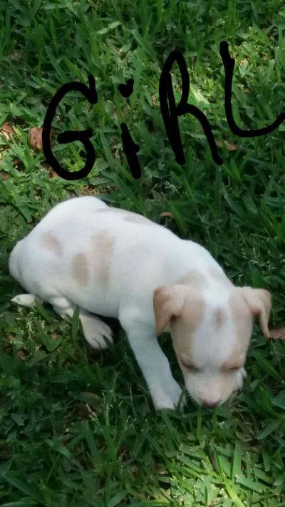 Jack Russell and Chiweenie mix no papers no shots for sale in Grand ...