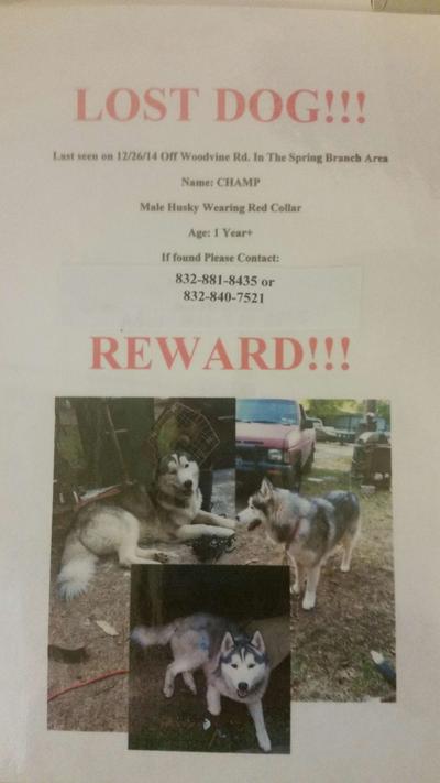 LOST SIBERIAN HUSKY for sale in Houston, TX - 5miles: Buy and Sell
