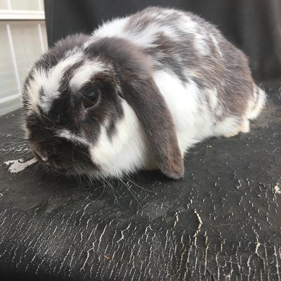 Broken Blue Holland Lop Doe- Bunny Rabbit for sale in Dallas, TX ...