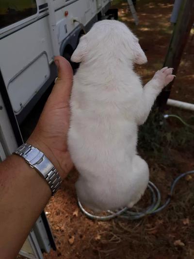 Alligator blue nose pitbull puppies for sale in Alvin, TX - 5miles: Buy ...