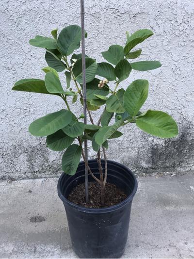 Seedless guava tree for sale in Arcadia, CA - 5miles: Buy and Sell