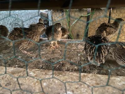 Codornices codorniz quail for sale in Miami, FL - 5miles: Buy and Sell