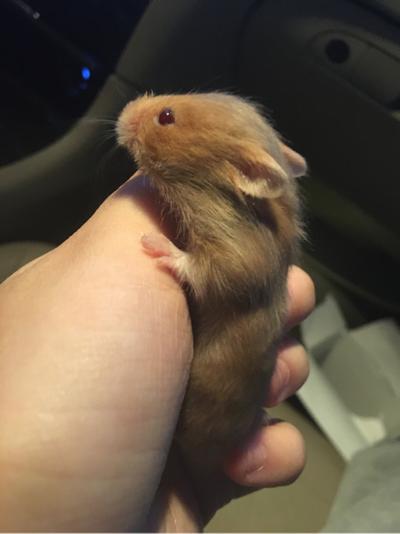 Hamster for sale in Houston, TX - 5miles: Buy and Sell
