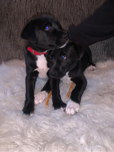 White Shepherd & Lab Mix for sale in Wills Point, TX - 5miles: Buy and Sell