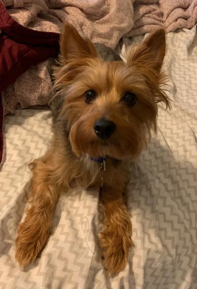 Yorkie missing since 3/9 for sale in Richmond, TX - 5miles: Buy and Sell