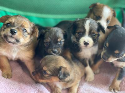 Toy Pomchi Pups ( Pomeranian/Chihuahua) for sale in Mesquite, TX ...