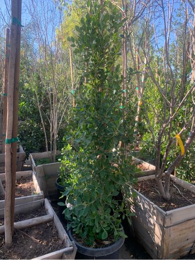 Ficus nitida, Indian Laurel Ficus Tree, Indian Laurel Columns ...