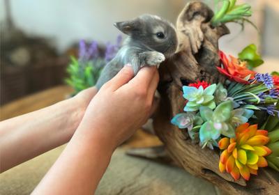 Mini lop/Rex mix bunny for sale in Fort Worth, TX - 5miles: Buy and Sell