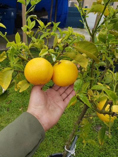 Arbol De Lima Dulce Con Fruta 6'' pies for sale in Los Angeles, CA ...