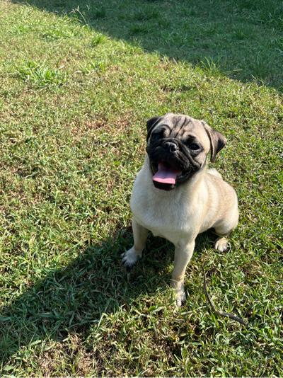 PURE BRED PUG PUPPY NEEDS NEW HOME for sale in Houston, TX - 5miles ...