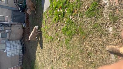 FULL BLOOD RED NOSE PITBULL girl and a FULL BLOOD RED NOSE PITBULL MIX ...