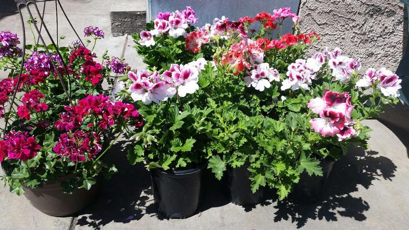 Martha Washington Geranium Plants for sale $4 for sale in Los Angeles ...