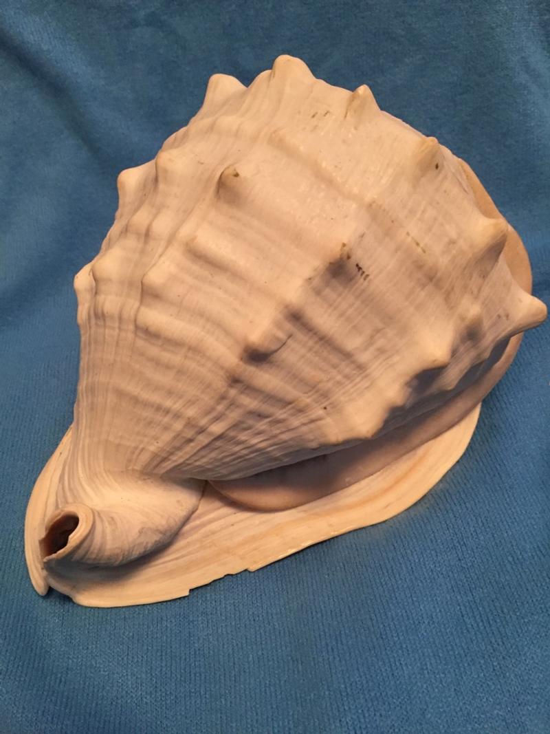 Queen Emperor Helmet Conch Shell for sale in Hillsboro, IL - 5miles ...