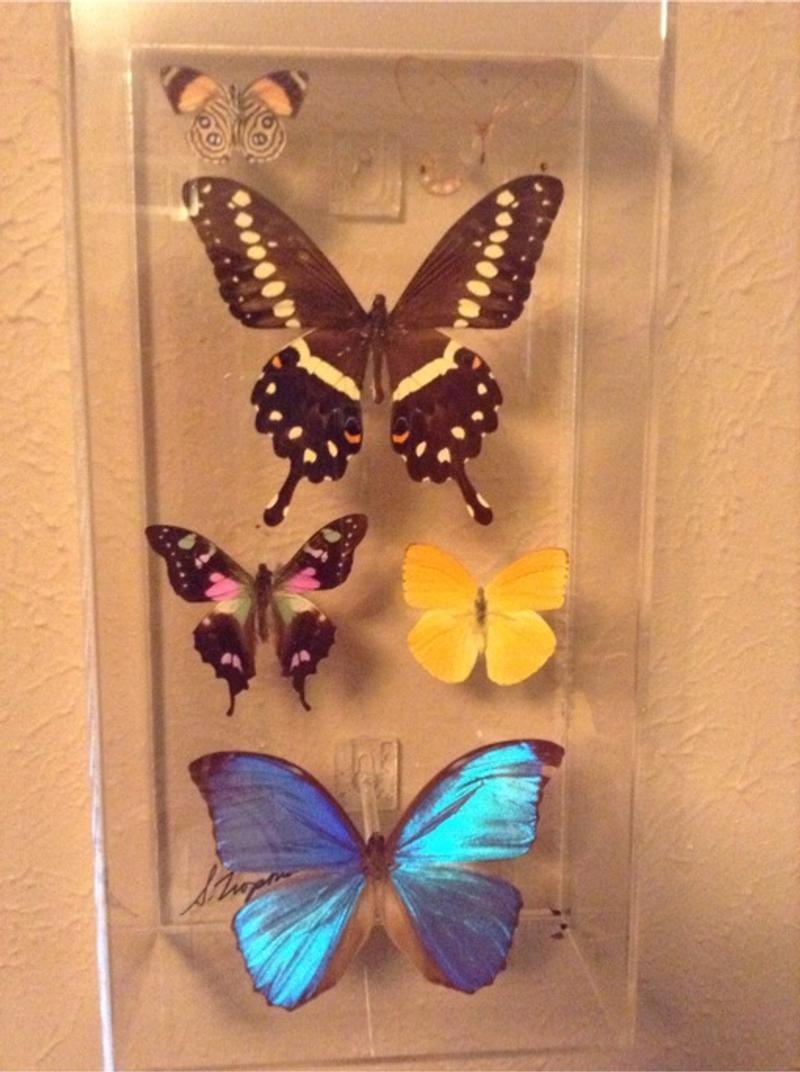S TROPHIA BUTTERFLY COLLECTION CASE for sale in Dallas, TX - 5miles ...