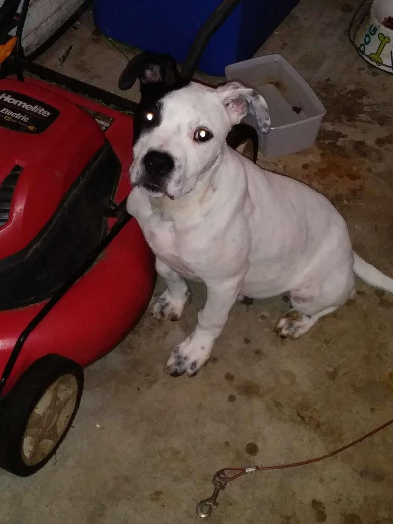 Full blood pitbull puppy 3 month old for sale in Haltom City, TX ...