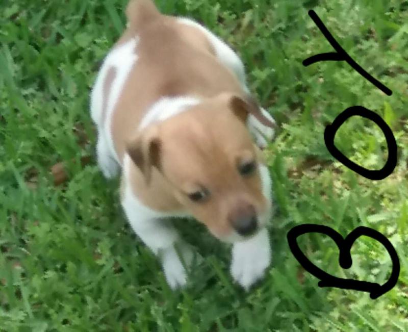 Jack Russell and Chiweenie mixed(Read Description before asking ...