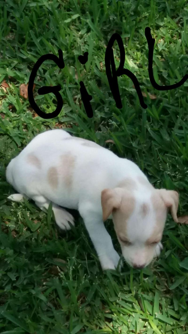 Jack Russell and Chiweenie mix no papers no shots for sale in Grand ...
