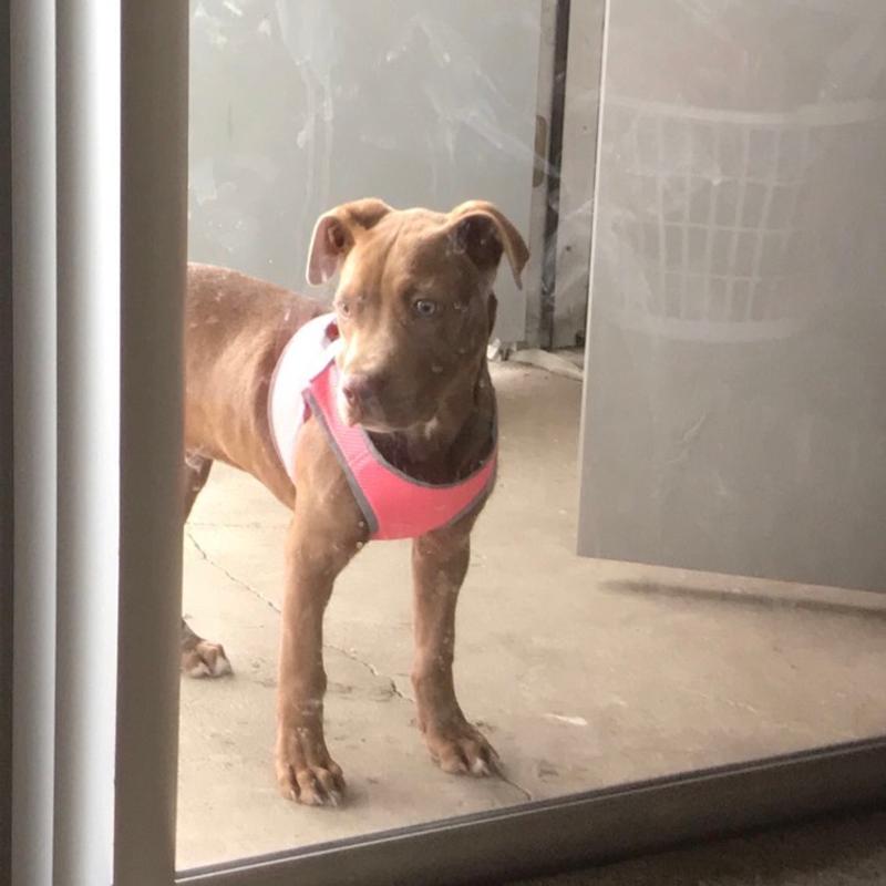 Full breed red nose pitbull (Male) 2 months for sale in Arlington, TX ...