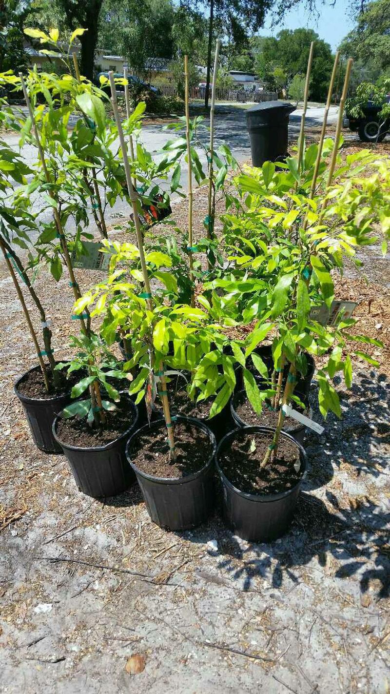 Groff lychee tree in 3 gallons containers for sale in Saint Petersburg ...