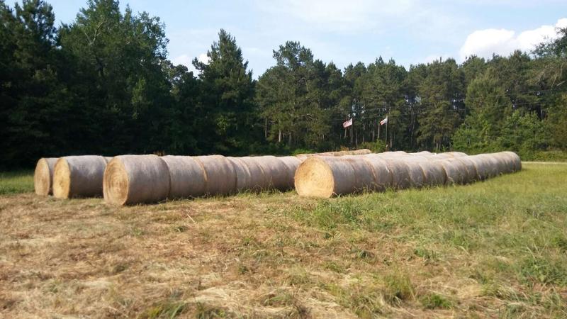 Coastal Hay for sale in Cleveland, TX - 5miles: Buy and Sell