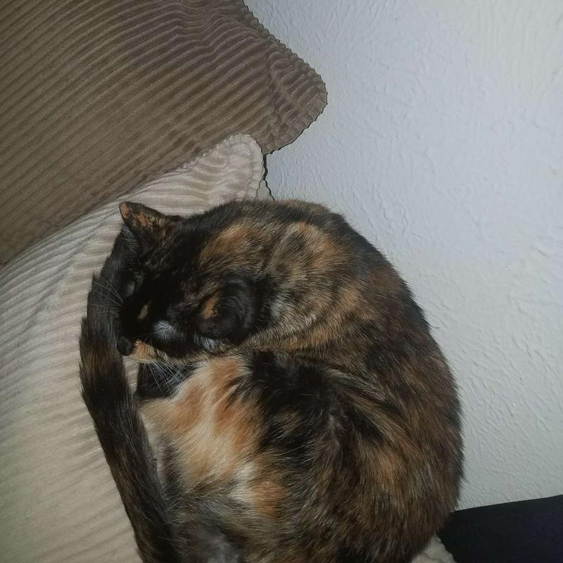 8-9 year old Calico female cat for sale in Azle, TX - 5miles: Buy and Sell