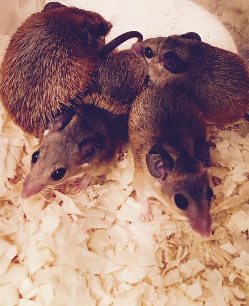 Egyptian Spiny Mice ISO Rats for sale in San Antonio, TX - 5miles: Buy ...