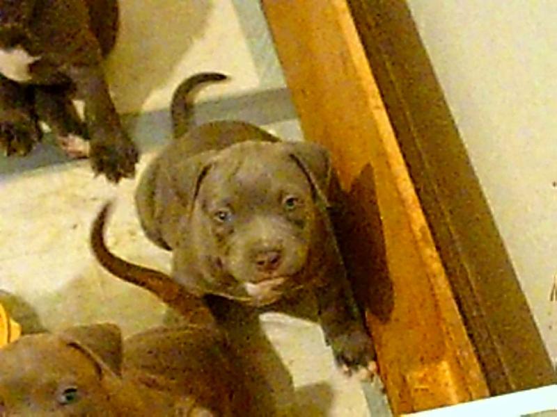 Blue Pitbull Puppies for sale in Arlington, TX - 5miles: Buy and Sell