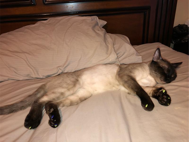 Siamese Polydactyl Cat for sale in Fort Worth, TX - 5miles: Buy and Sell