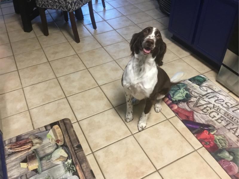 5 years old springer spaniel free to a good home for sale in Celina, TX ...