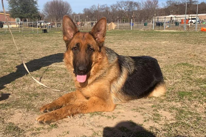 West German Shepherd show line for sale in Fort Worth, TX - 5miles: Buy ...