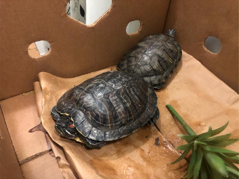 Red snapper turtle tank for sale in Los Angeles, CA - 5miles: Buy and Sell