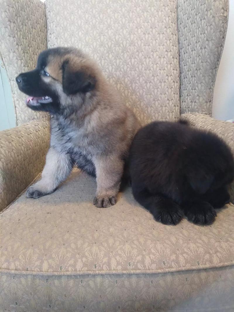 Border collie / Chow puppie for sale in Fort Worth, TX - 5miles: Buy ...