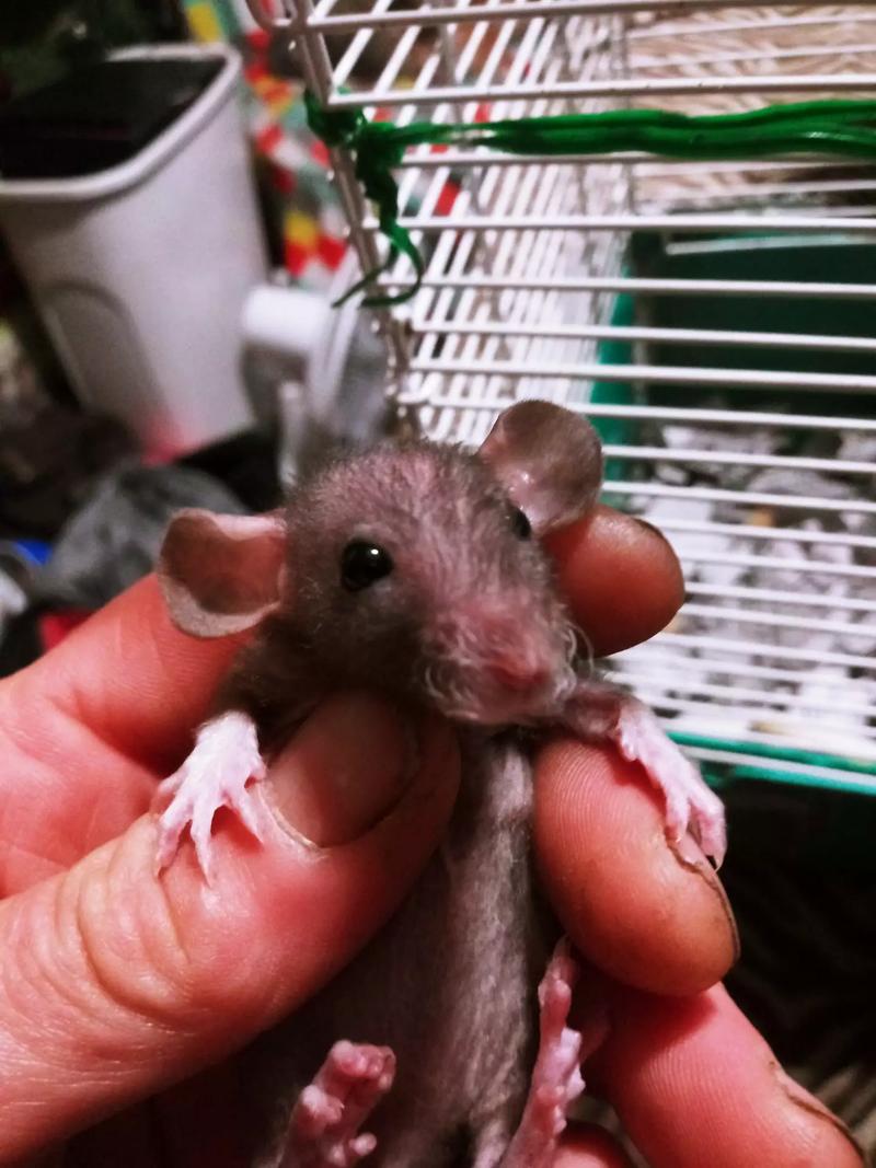 Sweet tame adorable female hairless dumbo 9 week old baby female rats ...