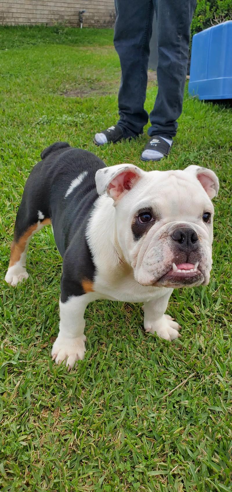 Micro English Bulldog NOT FOR SALE ONLY FOR BREEDING ... READ ...