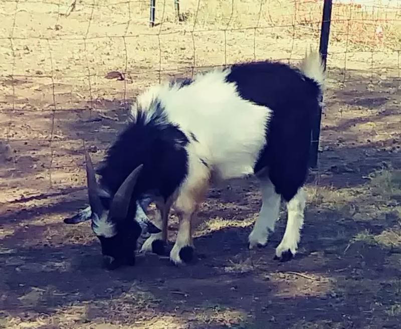 1 year old Blue eyed Nigerian goat buck. The perfect herd sire for sale ...