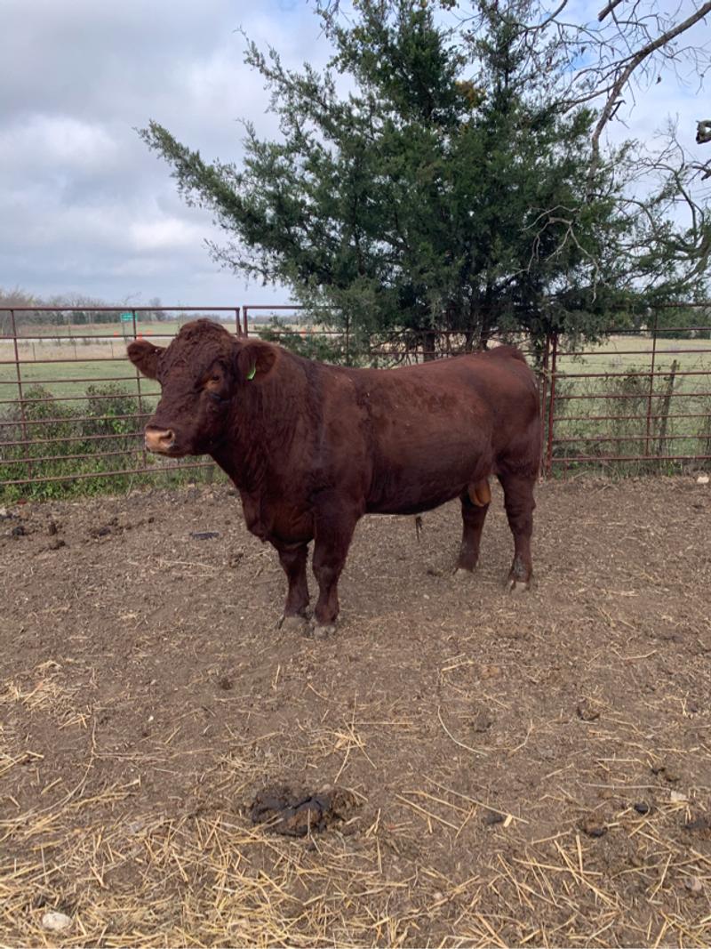 Registered Shorthorn Bull for sale in Allen, TX - 5miles: Buy and Sell