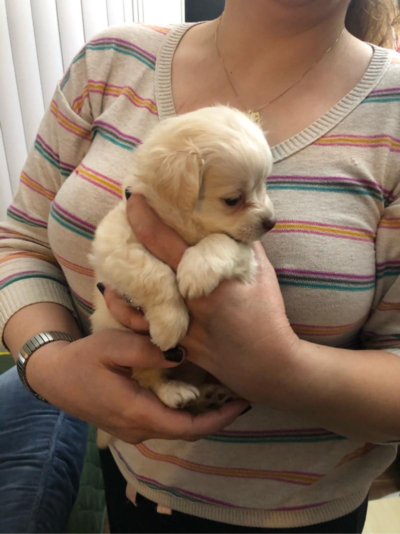 Chi/Spaniel puppy for sale in Irvine, CA - 5miles: Buy and Sell