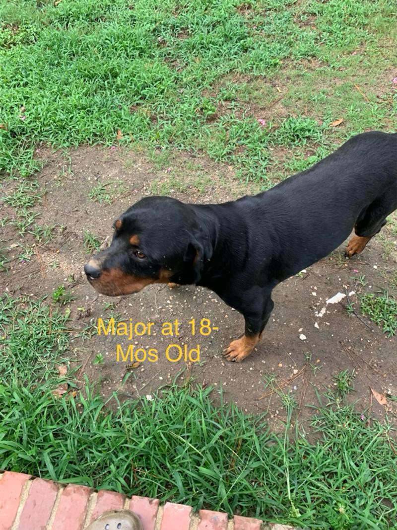 2 Year Old Male German Rottweiler Good Health! for sale in Columbus, GA ...