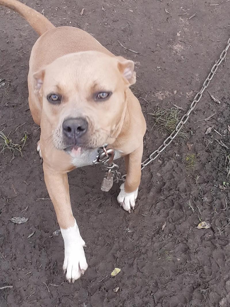 8 Months Old Female Bully Mix Pitbull for sale in Houston, TX - 5miles ...