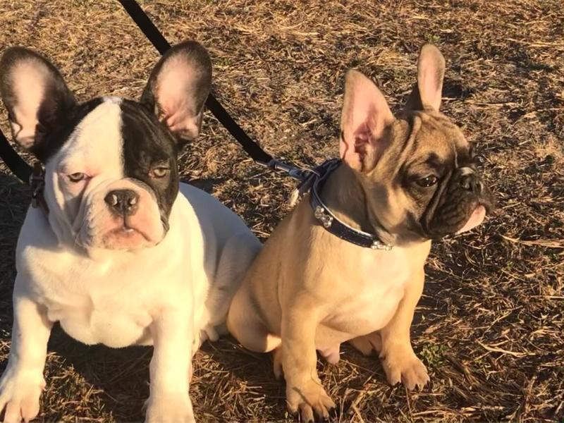 Exotic Frenchie pups for sale🔥🔥🔥.. 3 months old / AKC registered/ shots ...