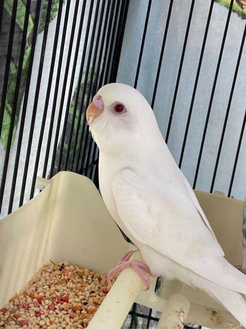 SOLD!! Albino & Creamino Parakeets for sale in Houston, TX - 5miles ...