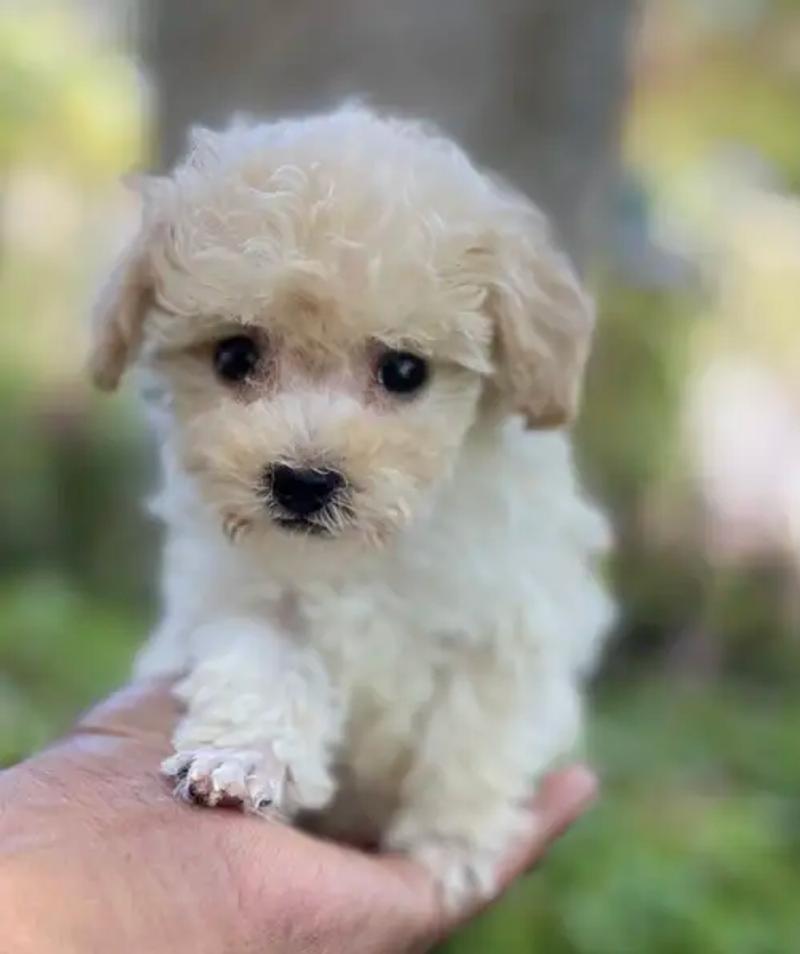 Toy Maltipoos for sale in Dallas, TX - 5miles: Buy and Sell