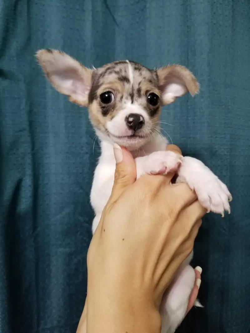 Puppies registered pure chihuahua for sale in Cape Coral, FL - 5miles ...