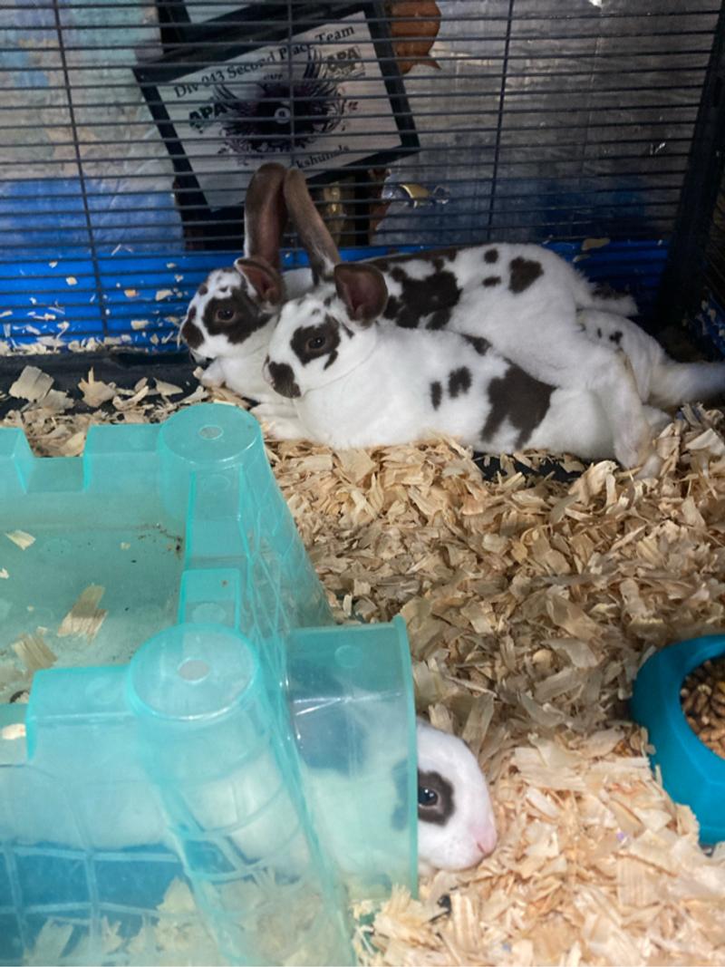 Broken spotted Rex rabbits for sale in Crandall, TX - 5miles: Buy and Sell