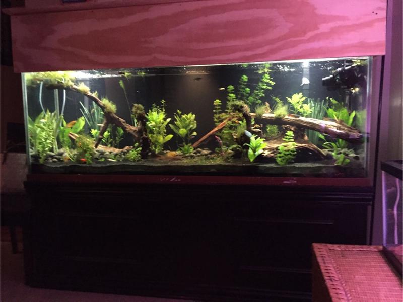 130 gallon aquarium fish tank for sale in Forney, TX - 5miles: Buy and Sell