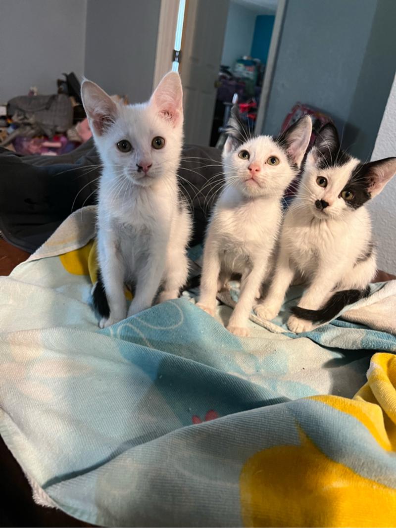 Kittens.Loving And Friendly.Cannot keep for much longer for sale in ...