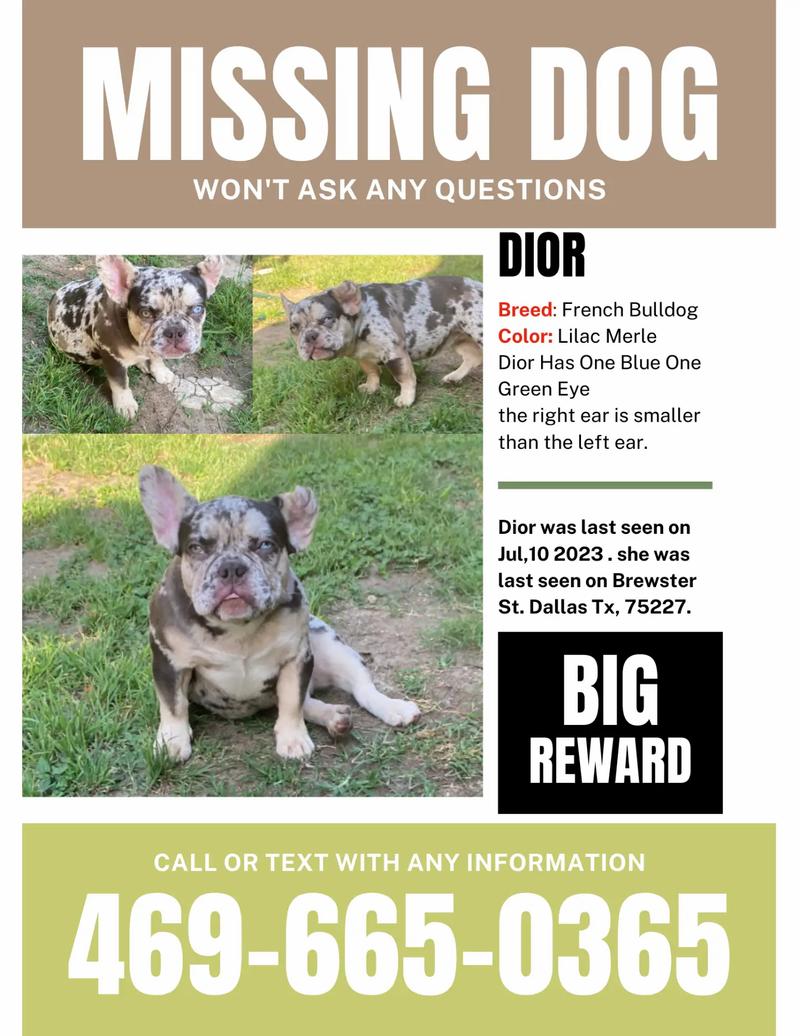 Lost / Stole frenchie / french bulldog for sale in Dallas, TX - 5miles ...