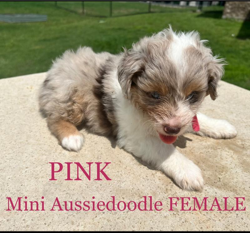 RED MERLE Mini Aussiedoodle Female Puppy for sale in Fort Worth, TX ...