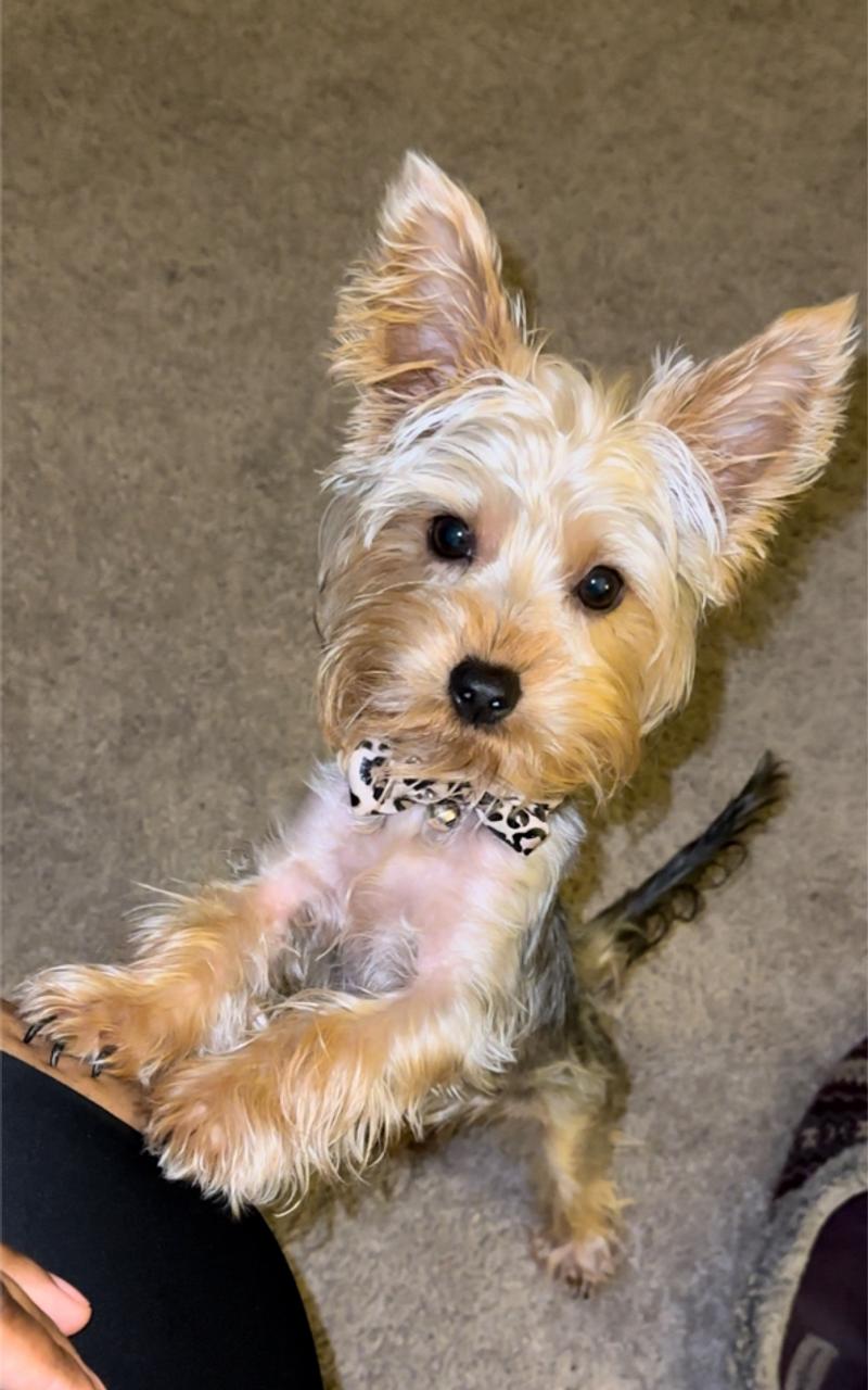Yorkie puppy for sale in Dallas, TX - 5miles: Buy and Sell